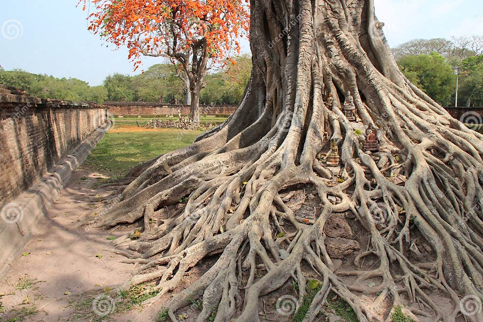 Tree - Sukhothai - Thailand Stock Image - Image of asian, nature: 290021883