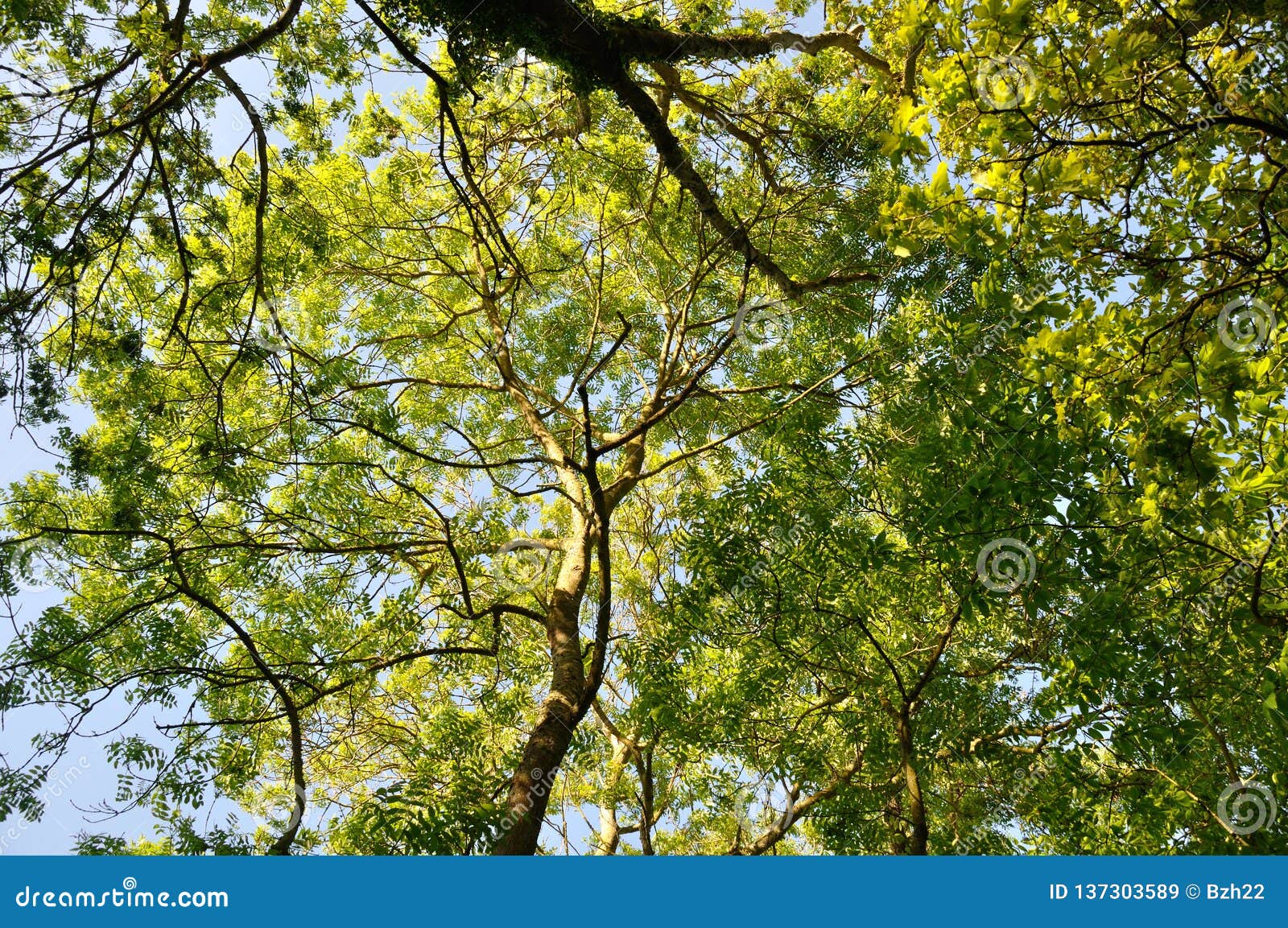 Tree at summer stock image. Image of summe, trees, woodland - 137303589