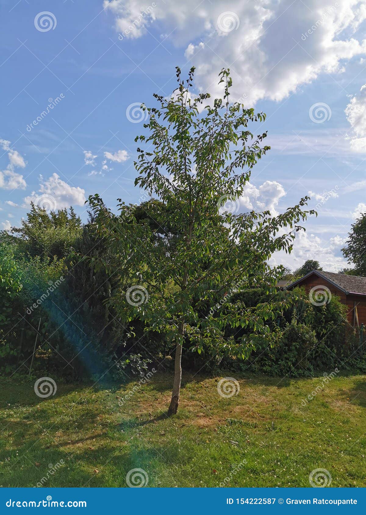 The tree of summer stock image. Image of tree, baum - 154222587