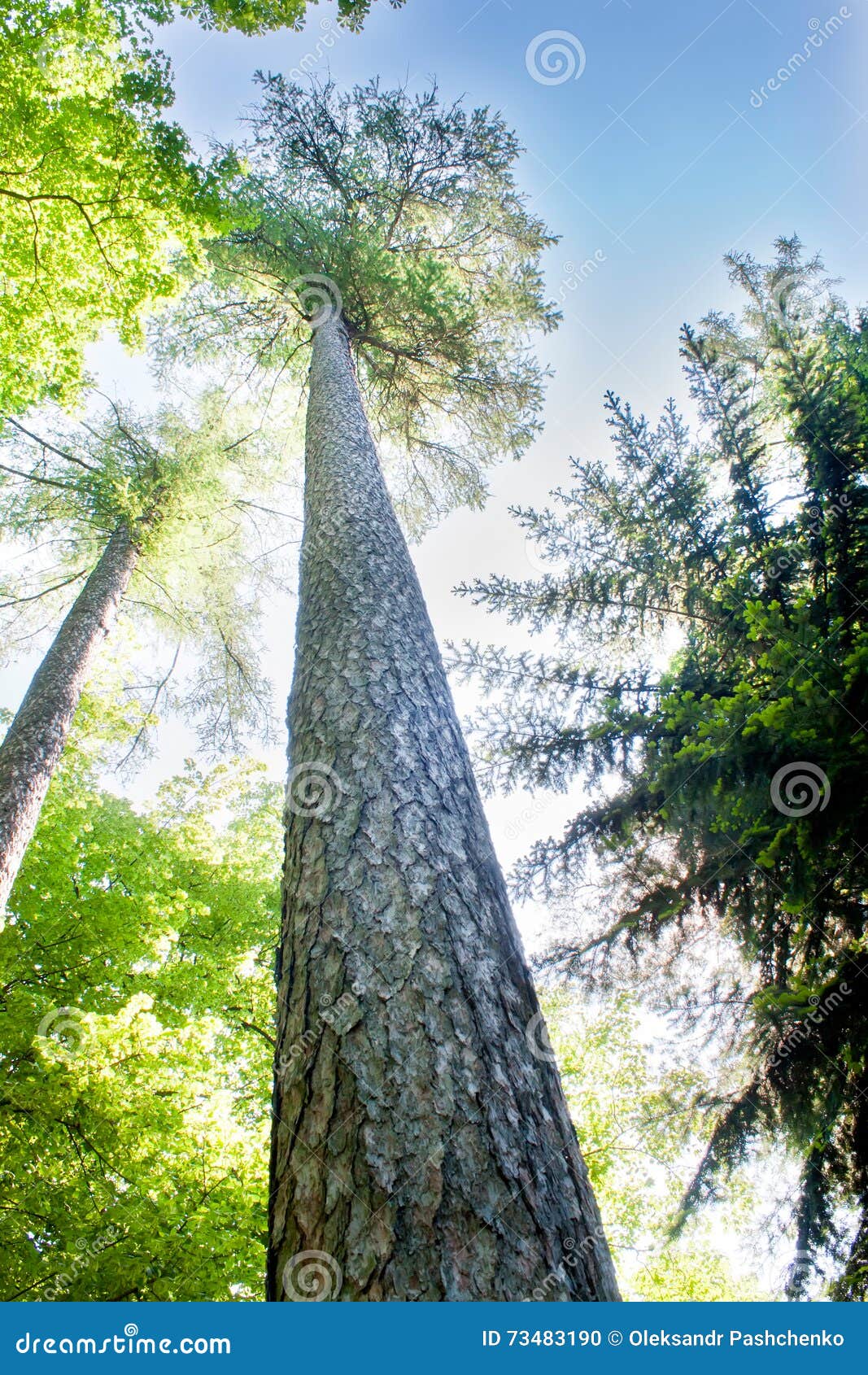 Tree in summer forest stock photo. Image of leaf, area - 73483190