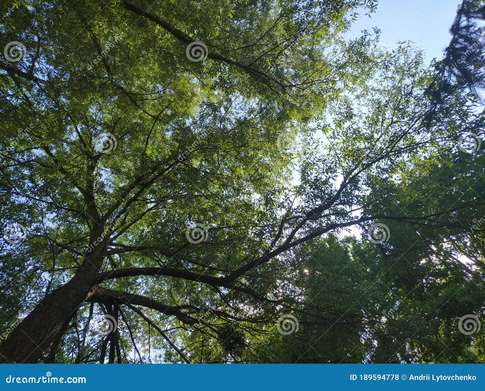 Treetop stock photo. Image of treetop, tree, green, deciduous - 189594778