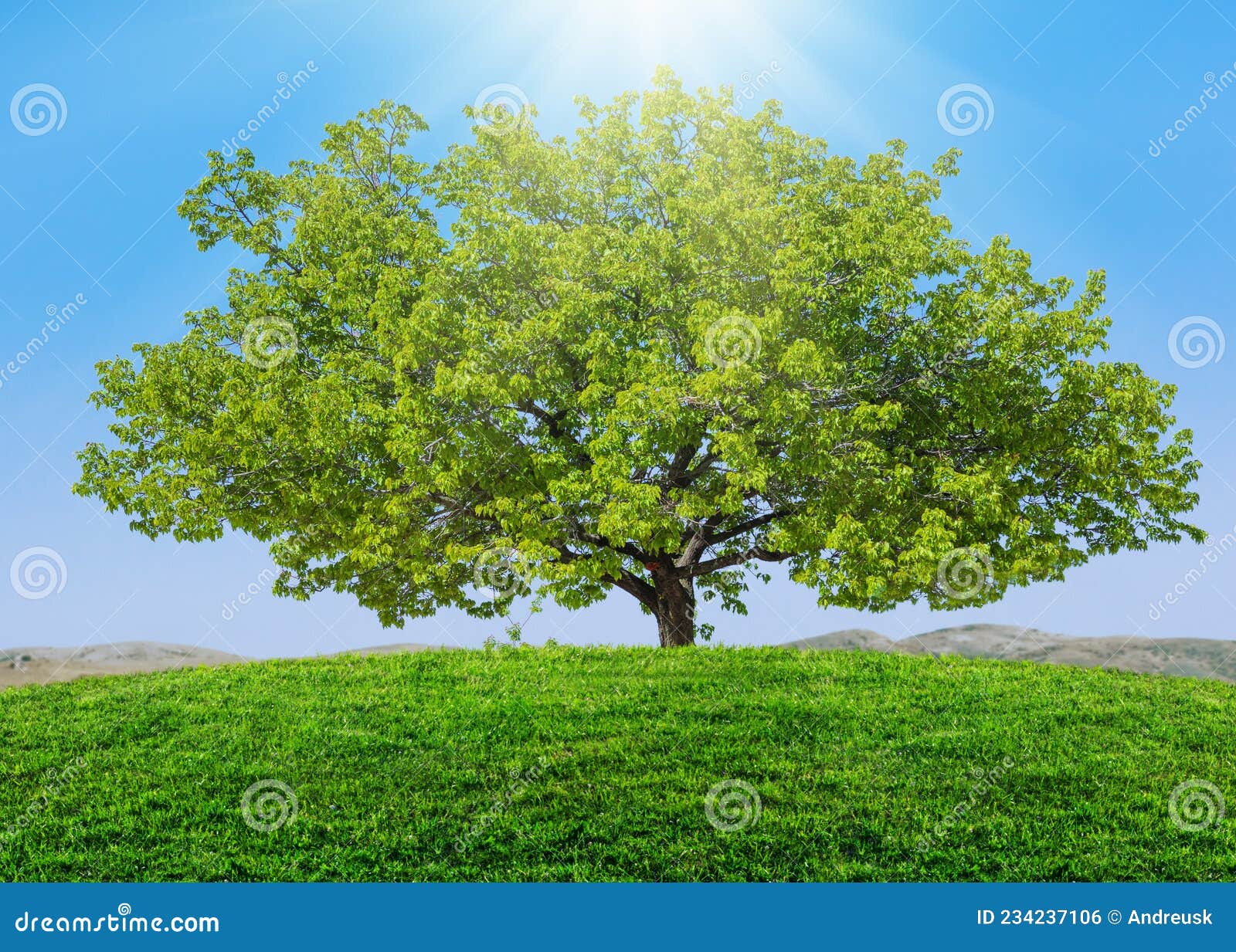 Tree and Summer Green Grass Field Landscape Stock Photo - Image of ...