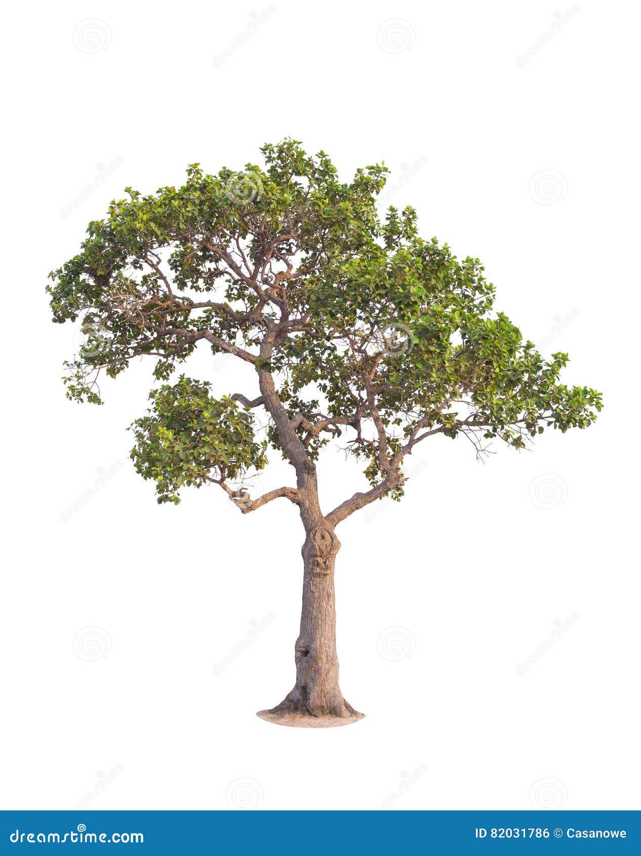 Tree in Summer Isolate on White Background Stock Photo - Image of ...