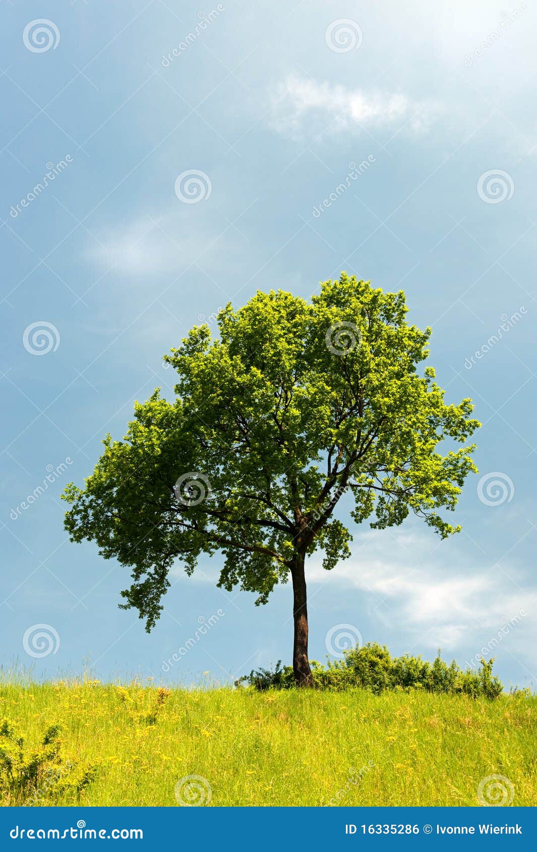 Tree in summer landscape stock photo. Image of landscape - 16335286
