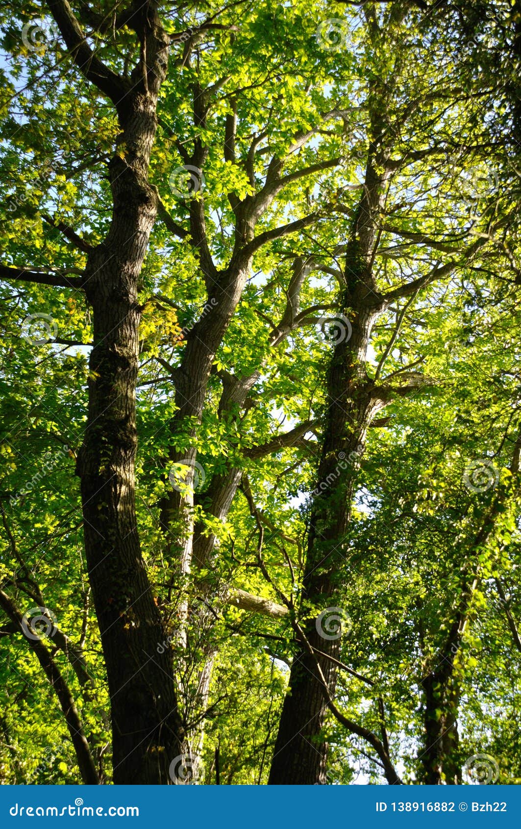 Tree at summer stock photo. Image of summer, trees, summe - 138916882