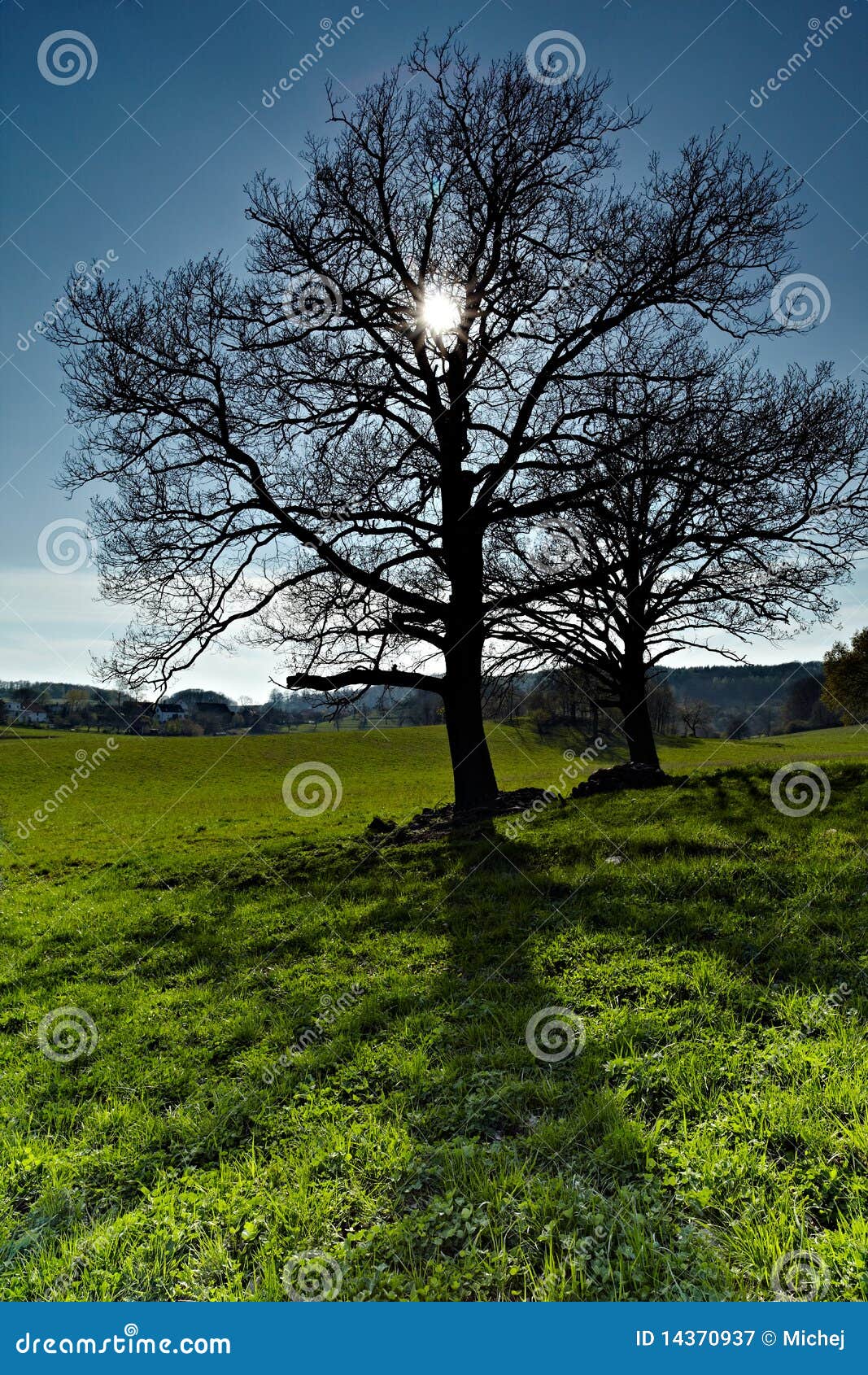 Tree and Sun. stock image. Image of branches, landscape - 14370937