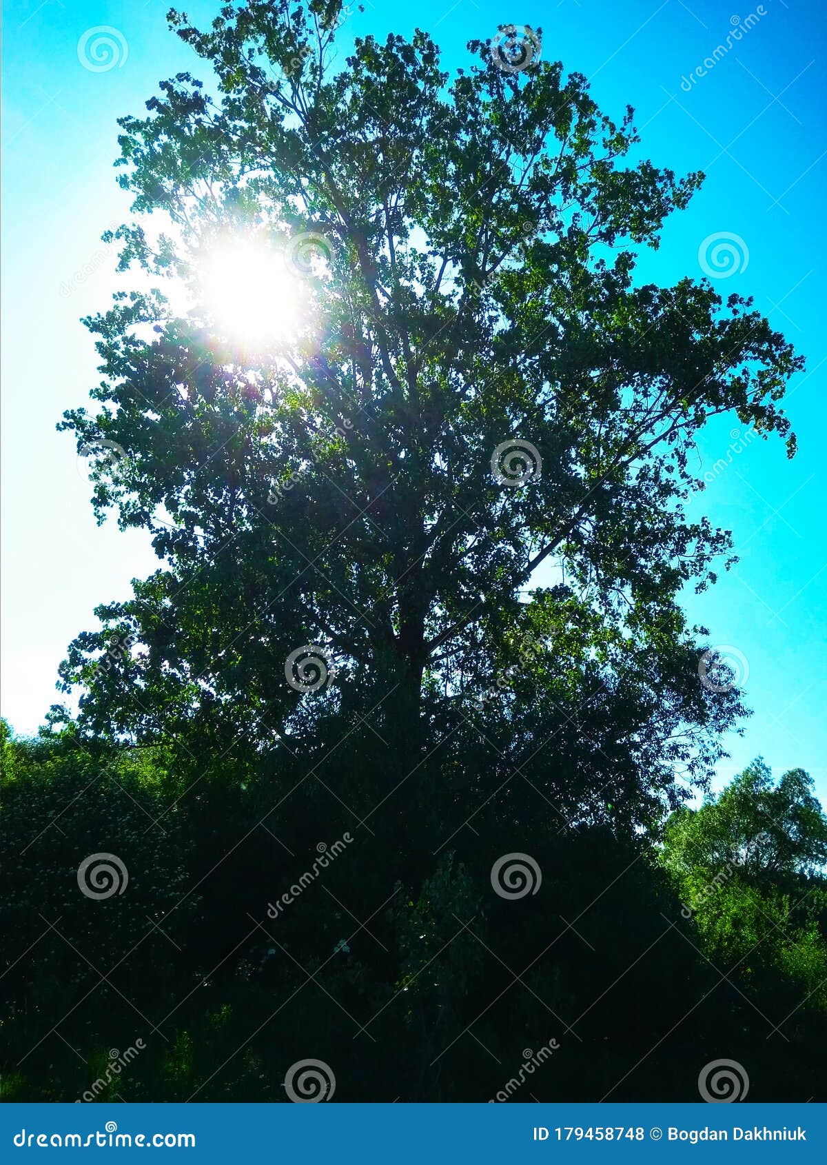 Tree in sun stock photo. Image of woodland, darkness - 179458748