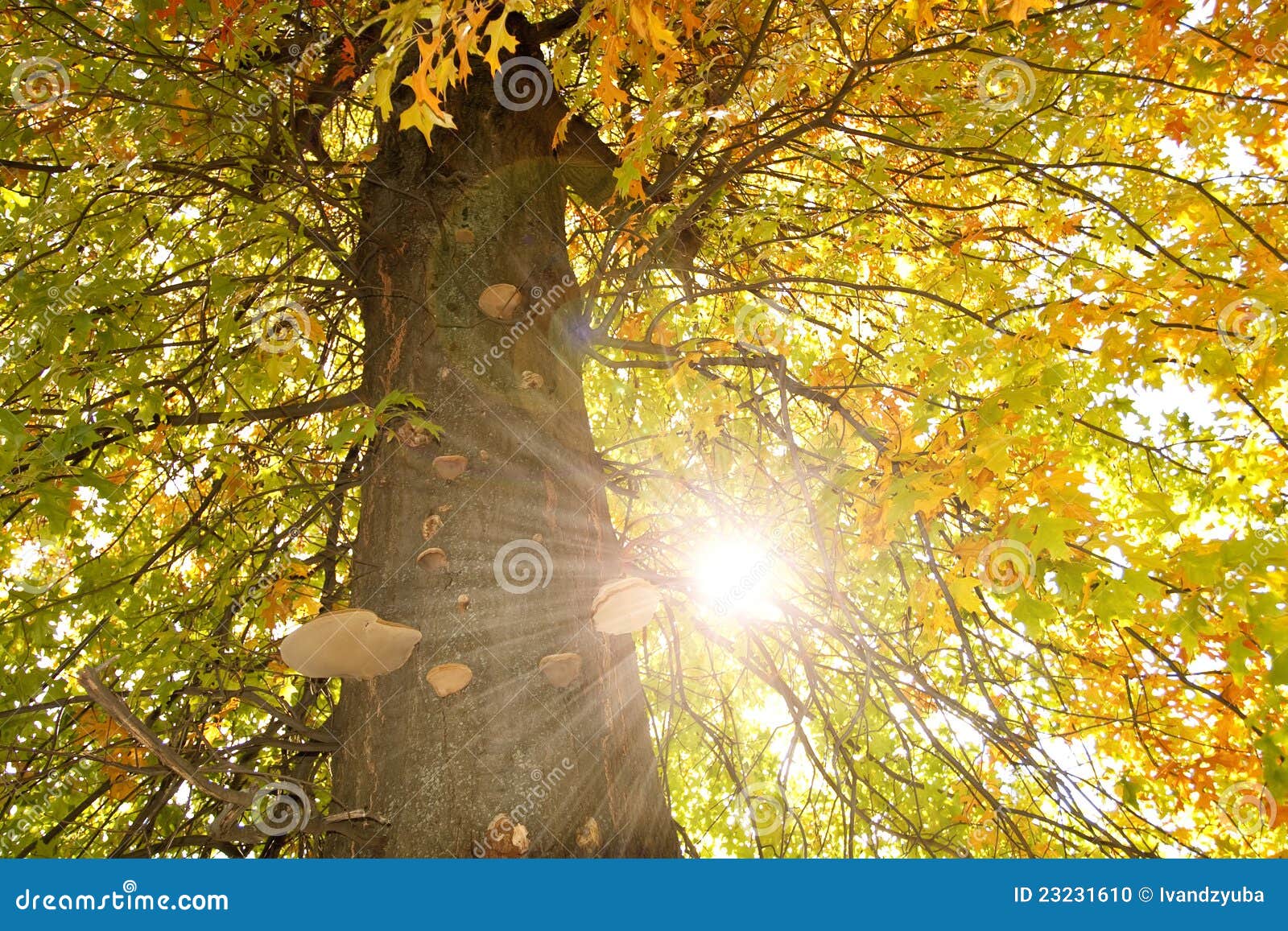 The tree in the sun stock photo. Image of perspective - 23231610