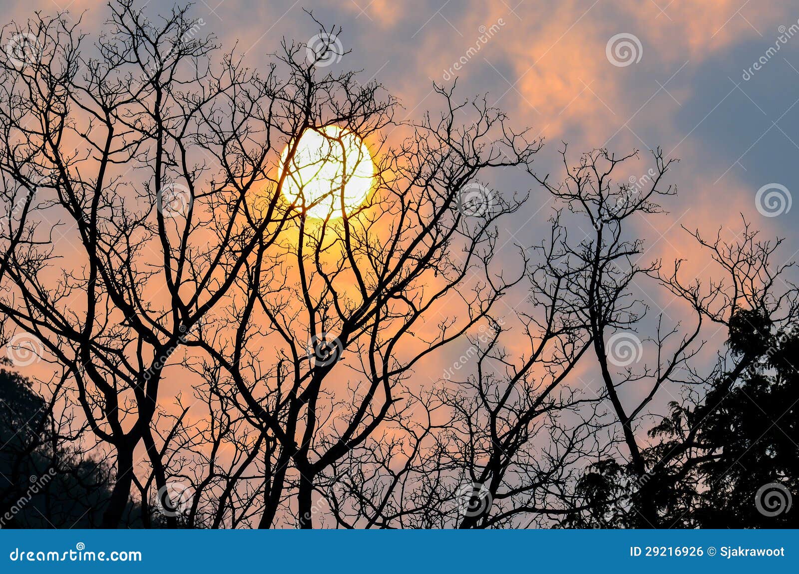 Tree and sun stock photo. Image of bare, branches, tree - 29216926