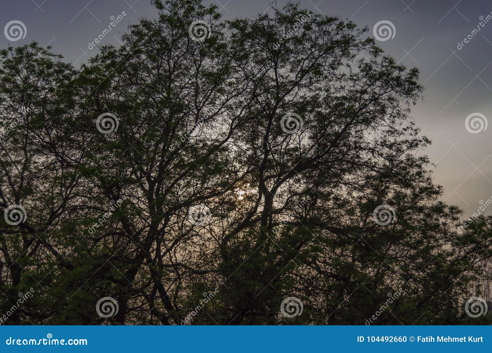 Ankara Forests Stock Photos - Free & Royalty-Free Stock Photos from ...