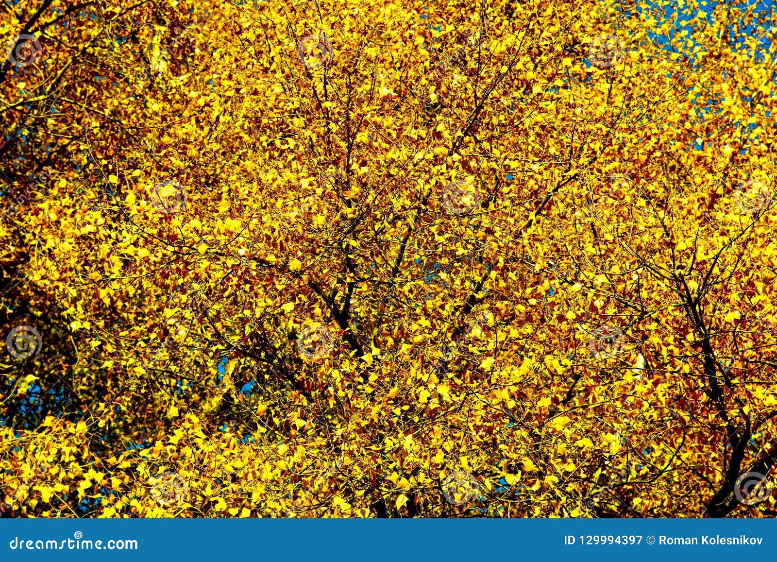 Tree in the Sun in Fall Foliage Stock Image - Image of yellow, autumn ...