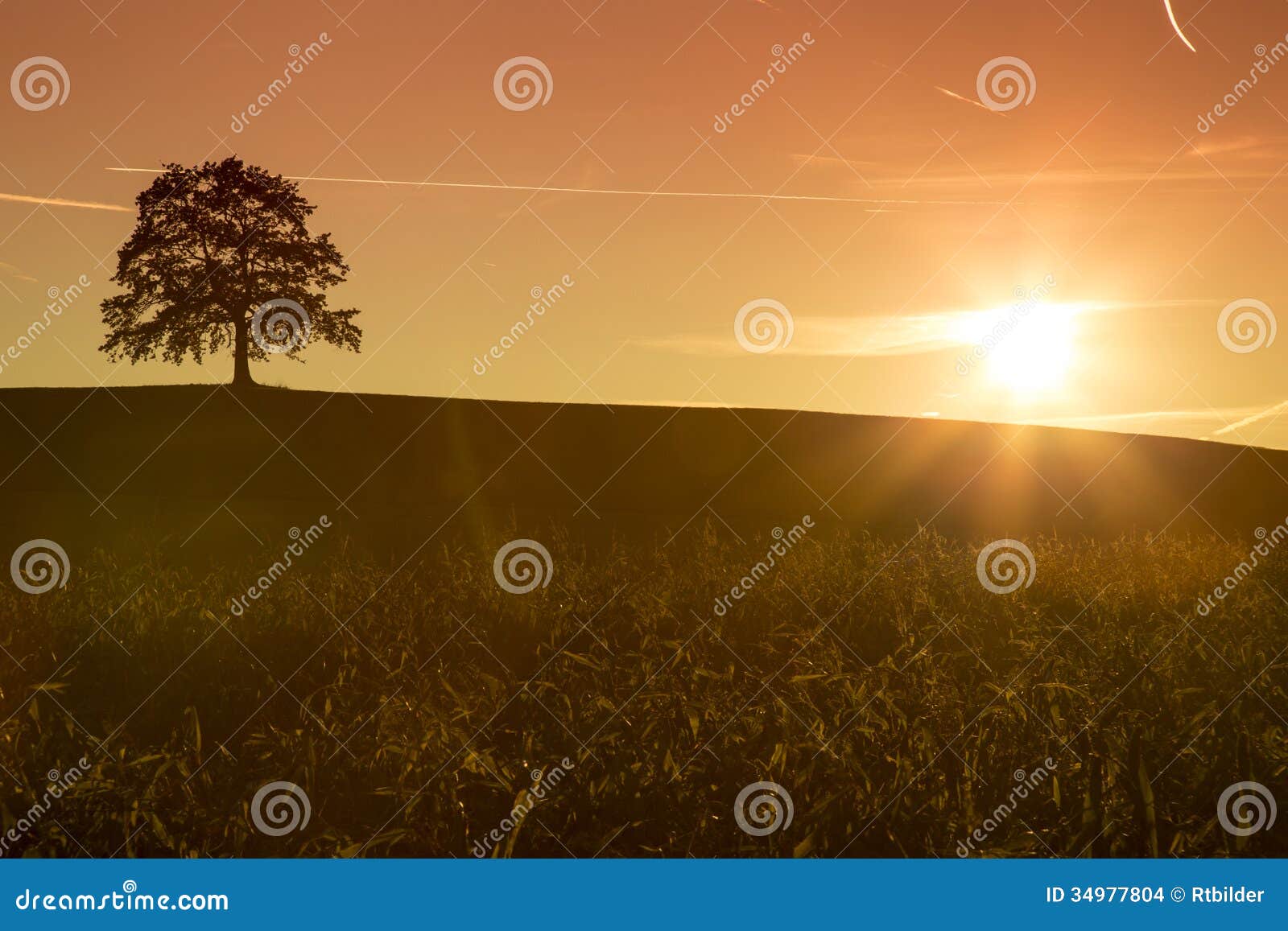 Tree in the sun stock photo. Image of nature, countryside - 34977804