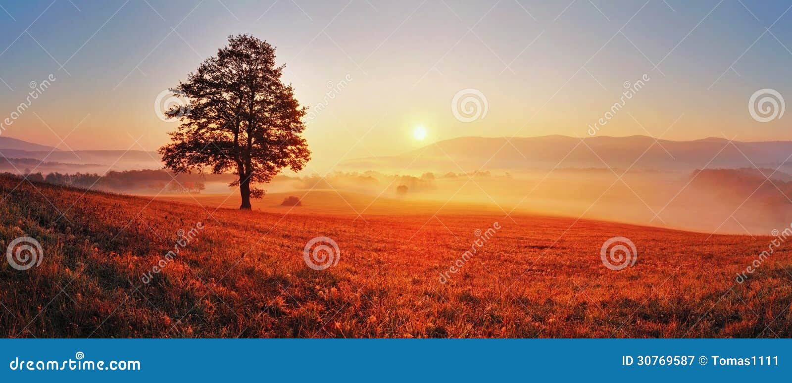 Tree and sun stock image. Image of horizon, blue, meadow - 30769587