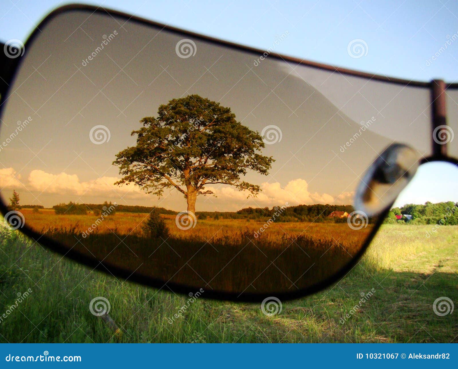Tree sun glasses stock image. Image of blue, field, tree - 10321067