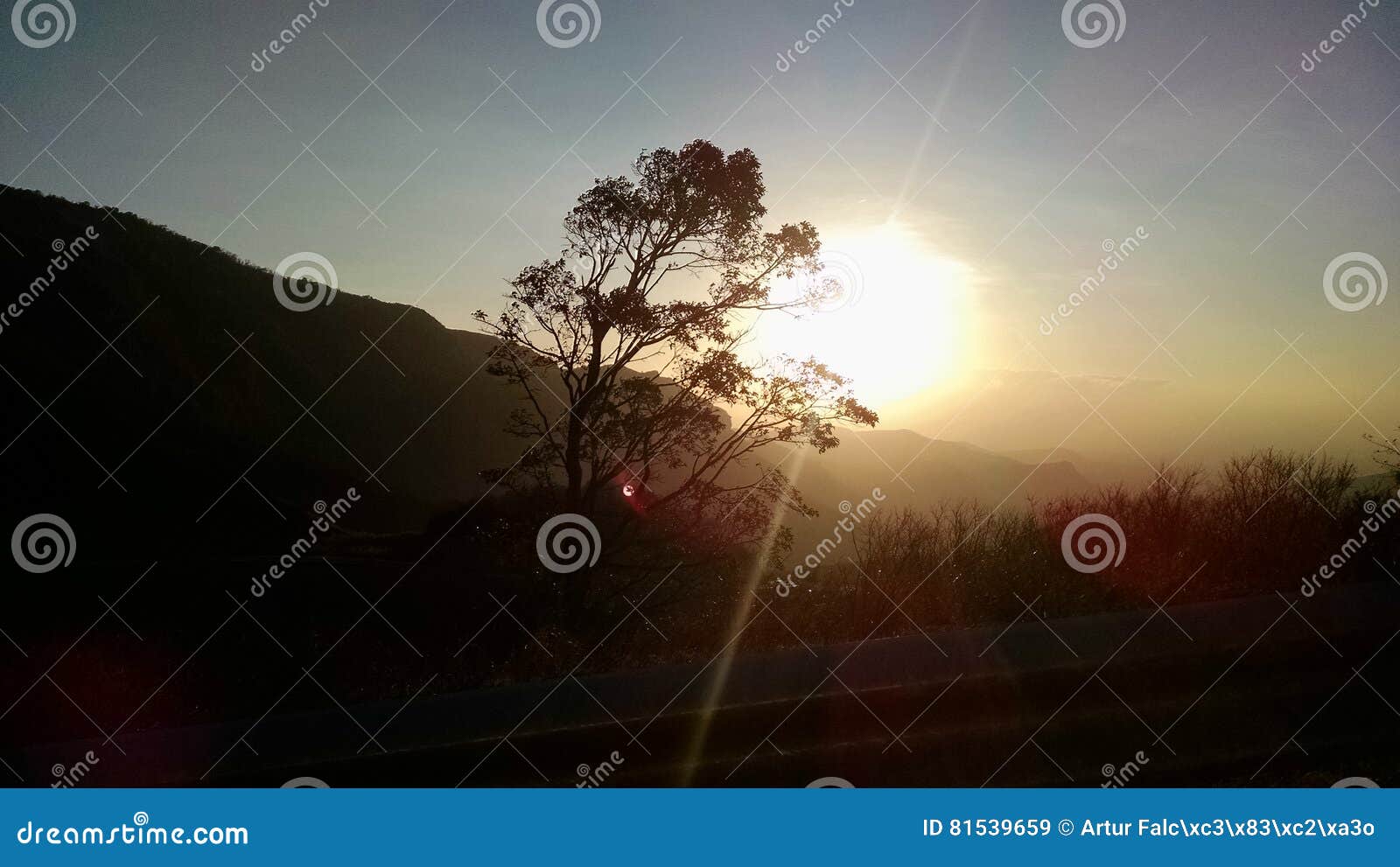 Tree in sun stock image. Image of afternoon, tree, evening - 81539659