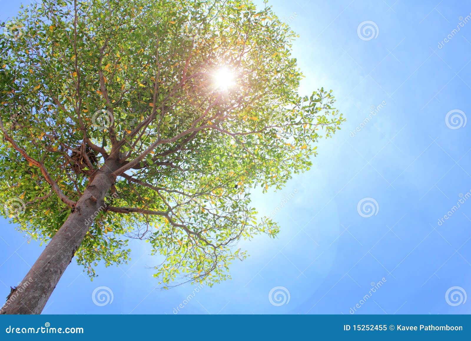 A tree with sun light stock image. Image of foliage, season - 15252455