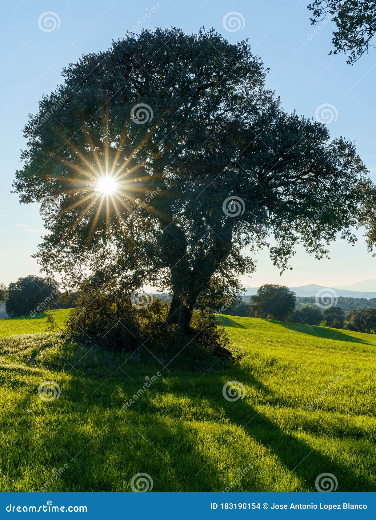 Tree with Sun with Lightning Behind in a Green Meadow Field Green Grass ...