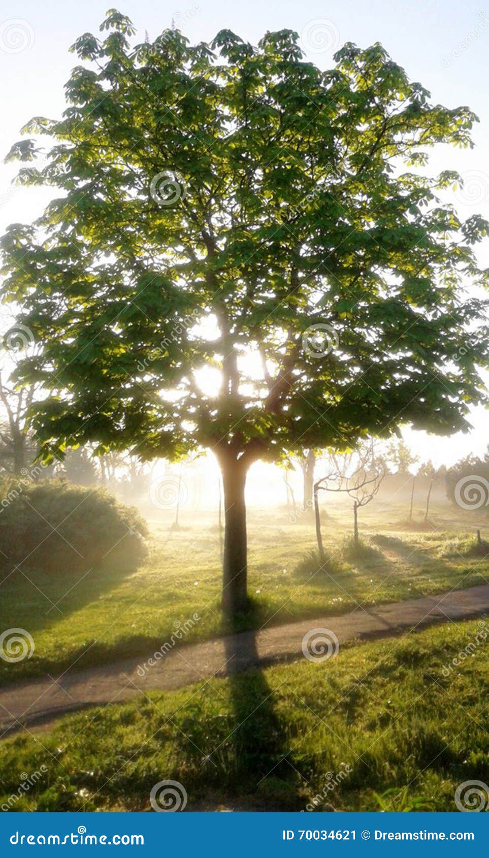 Tree in the sun stock image. Image of leaves, tree, park - 70034621