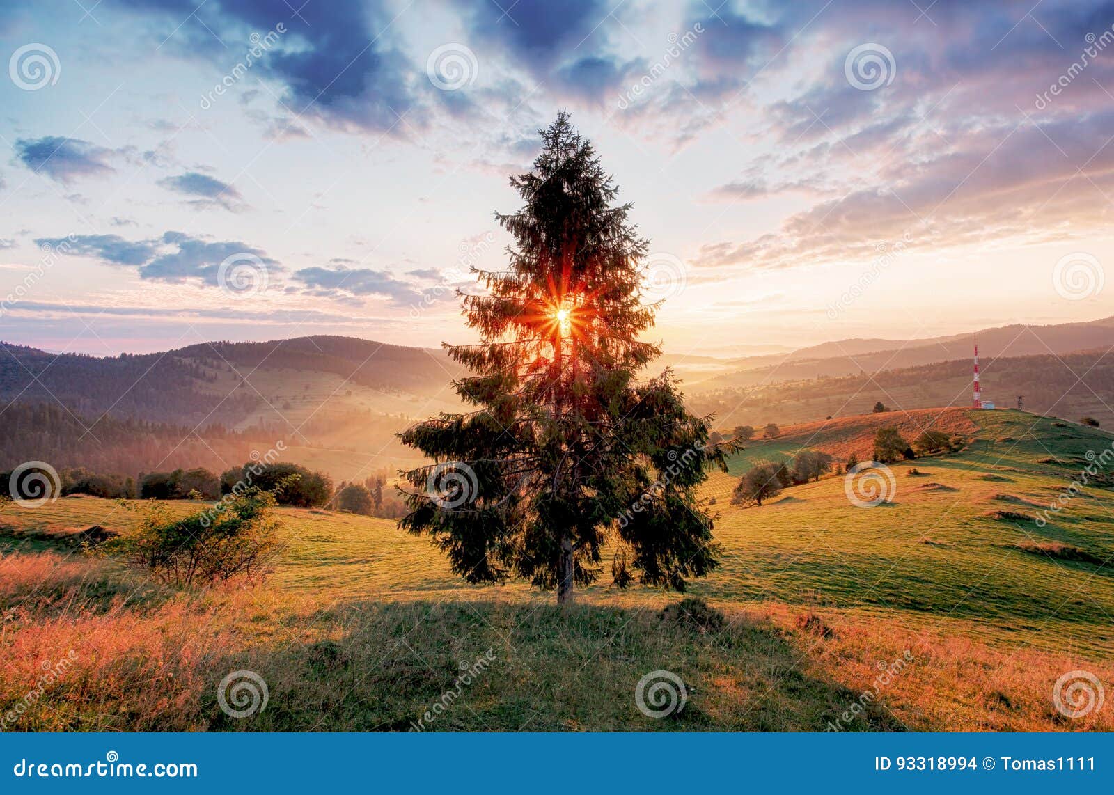 Tree and sun stock photo. Image of beauty, scene, colorful - 93318994