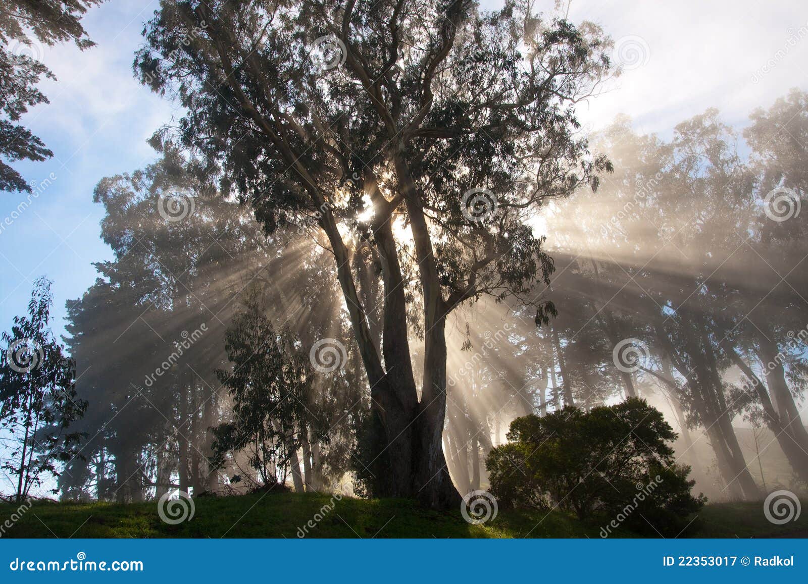 Tree and sun rays stock image. Image of california, park - 22353017
