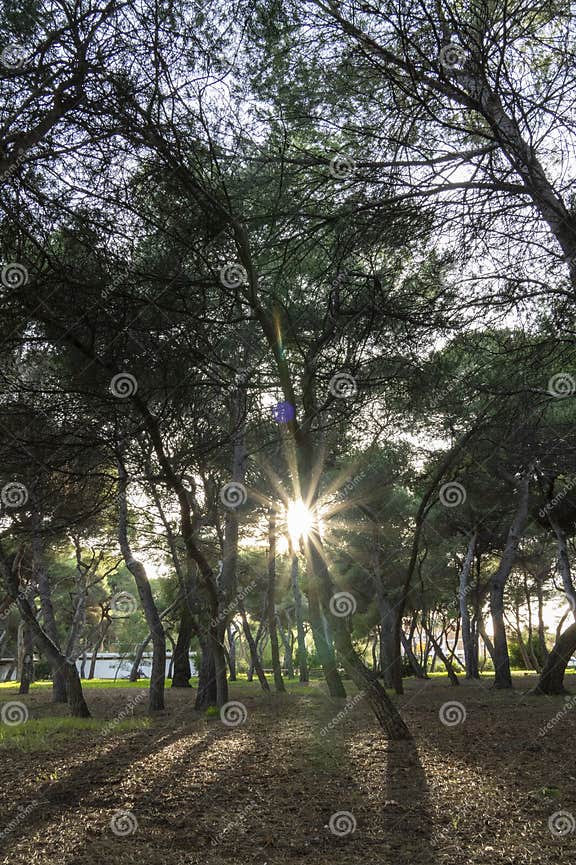 A Tree with a Sun Shining on it Stock Image - Image of park, landscape ...