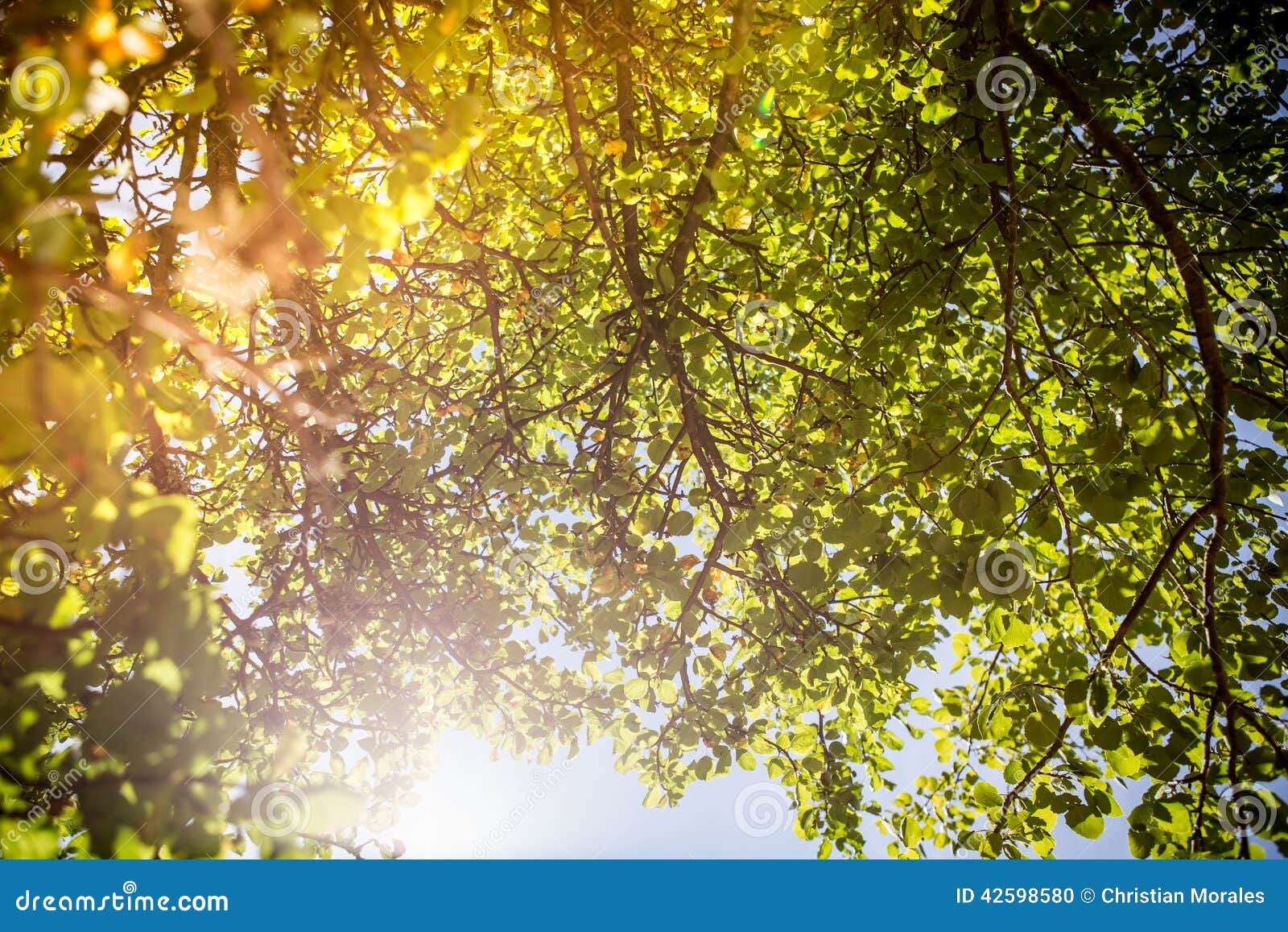 Tree and the sun stock photo. Image of forest, high, foliage - 42598580