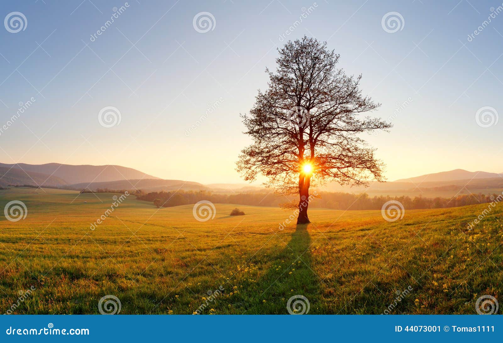Tree and sun stock image. Image of country, background - 44073001