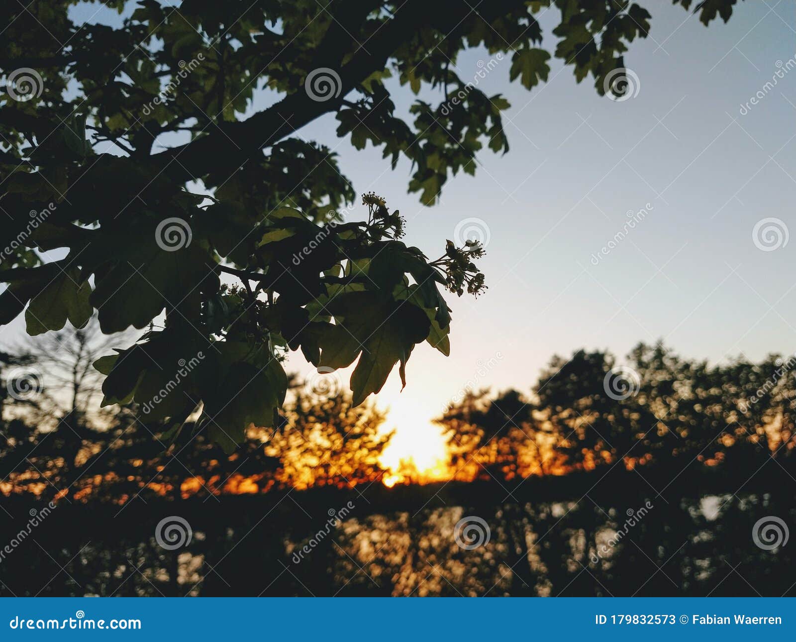 Tree Sun Sunset Love Sharpshoot Sky Trees Peace Stock Image - Image of ...