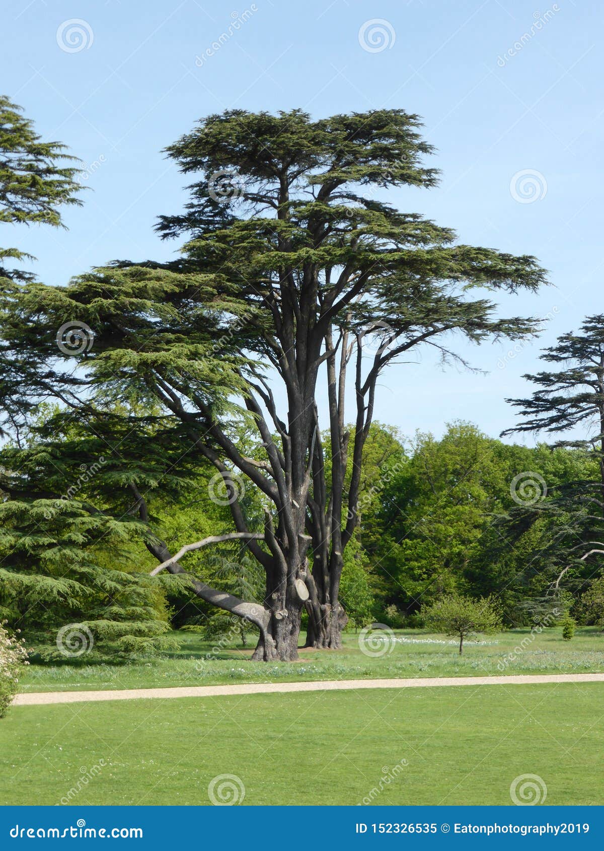 Tree with the sun on it stock image. Image of grass - 152326535