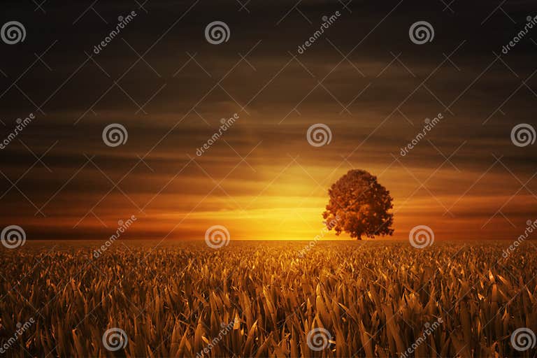 Tree with sundown stock photo. Image of nature, scene - 14454656
