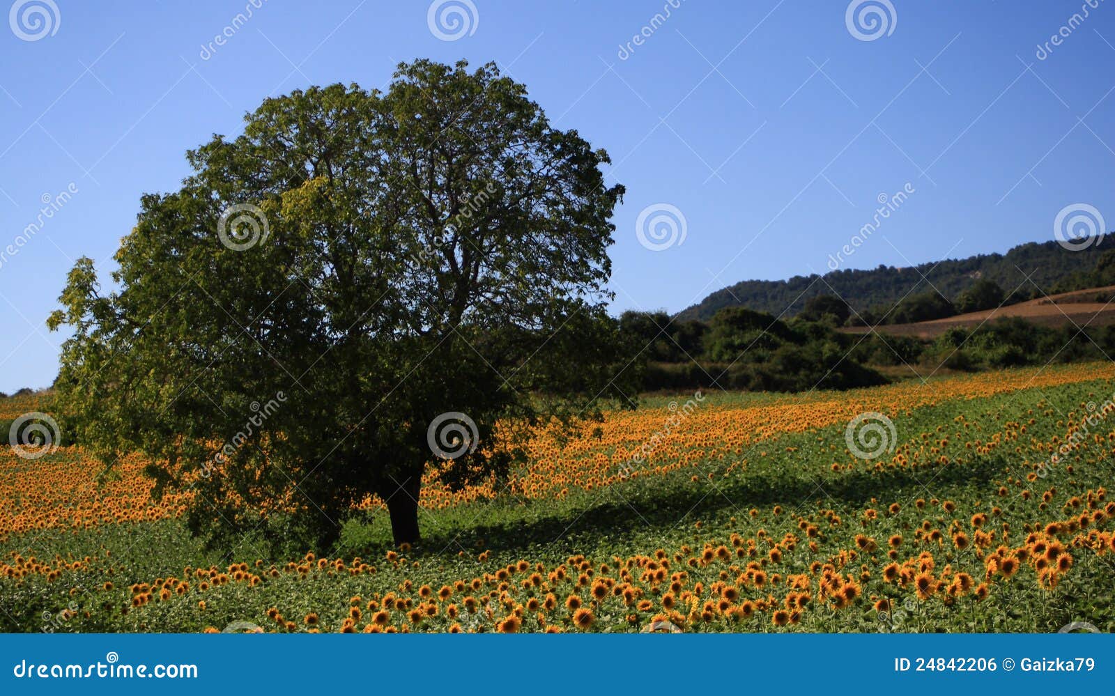 Tree and sunflowers stock photo. Image of nature, field - 24842206