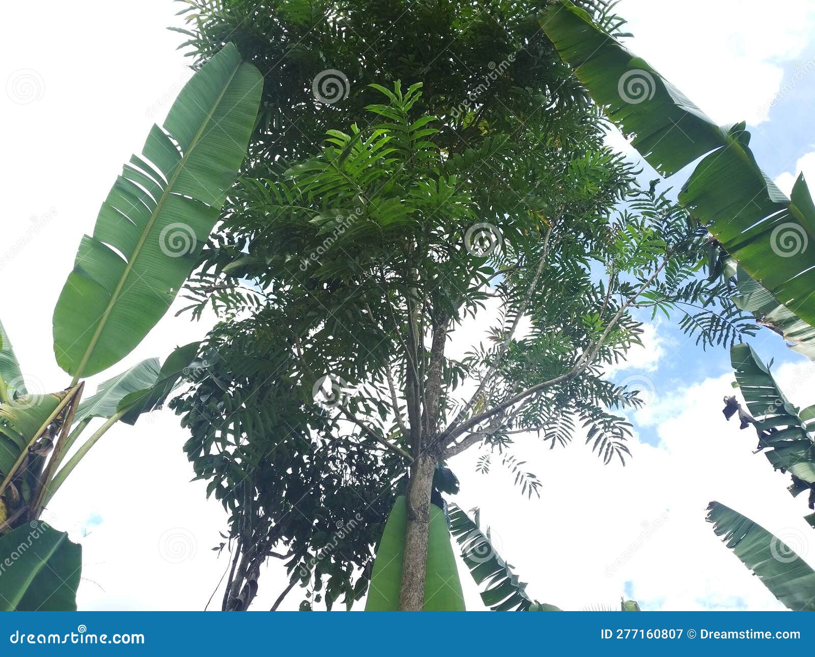 Tree of Sungkai stock image. Image of cloud, banana - 277160807