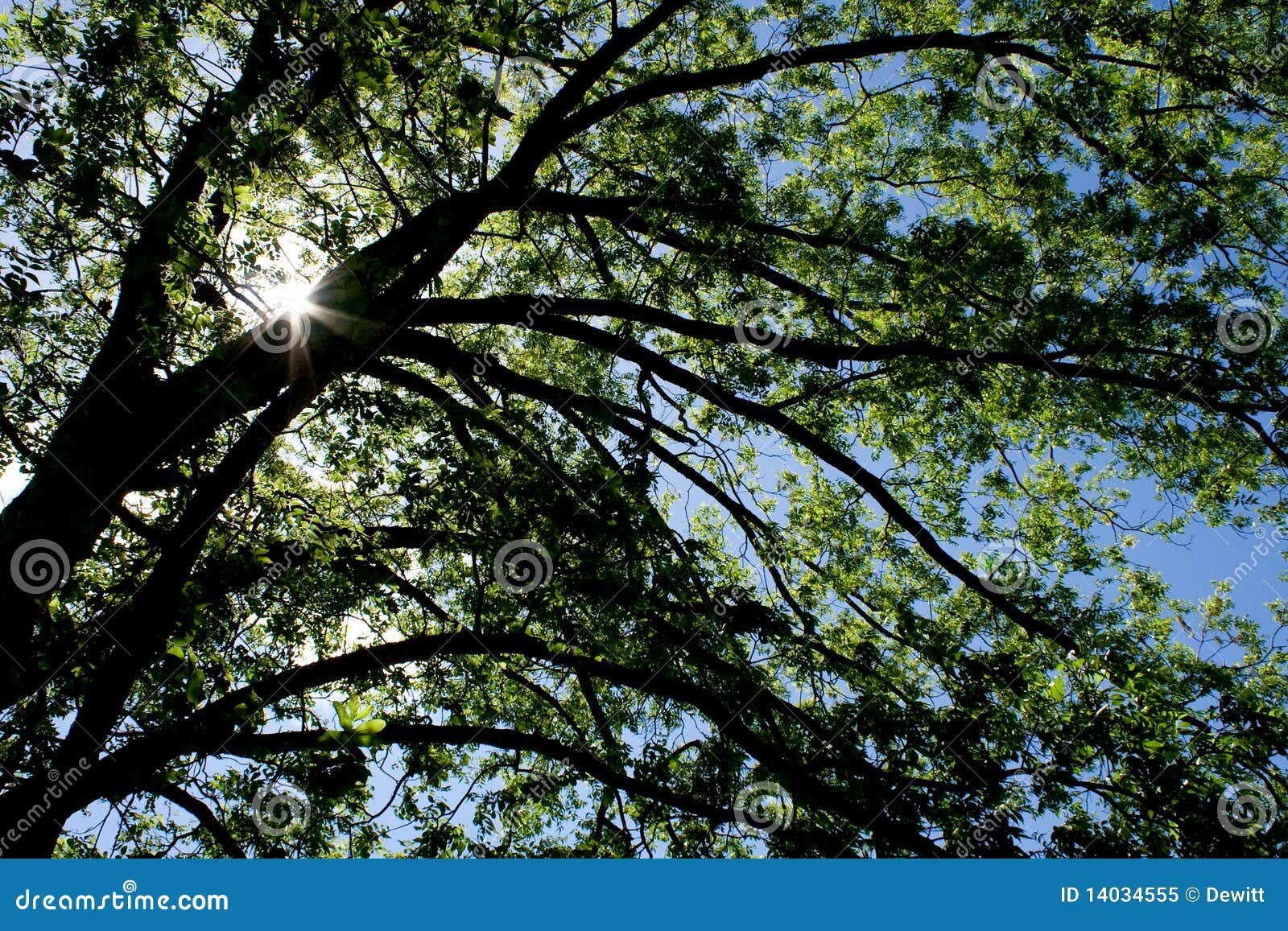 Tree and sunlight stock image. Image of beneath, rural - 14034555