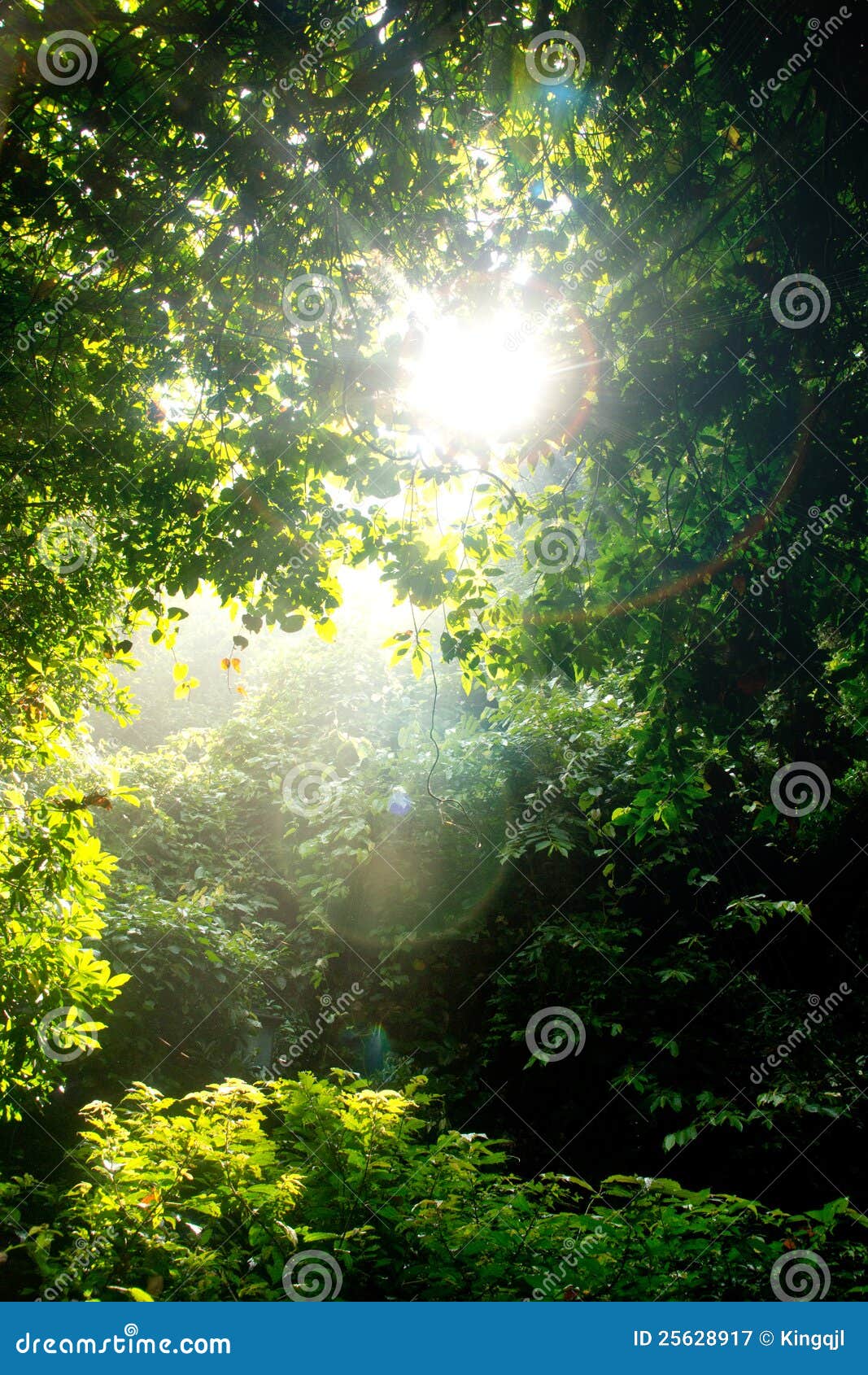 Tree and sunlight stock image. Image of holiday, lights - 25628917