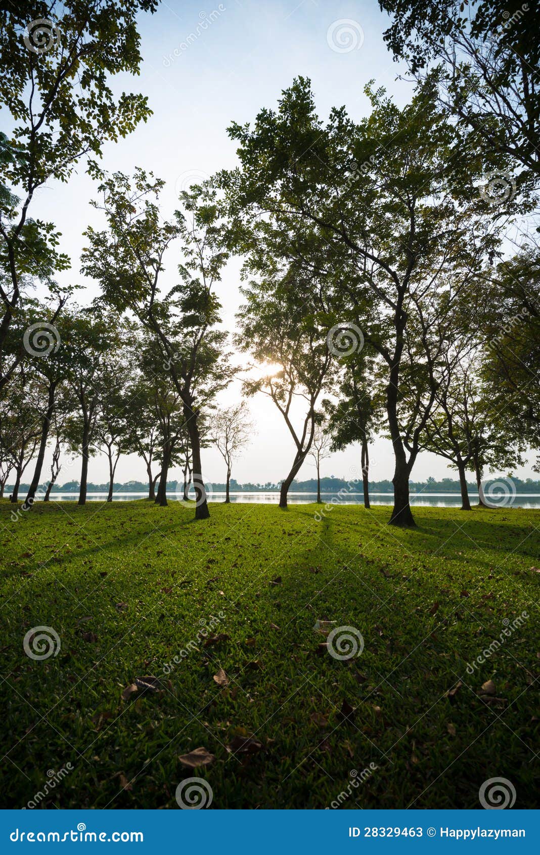 TREE and SUNLIGHT stock image. Image of relax, green - 28329463