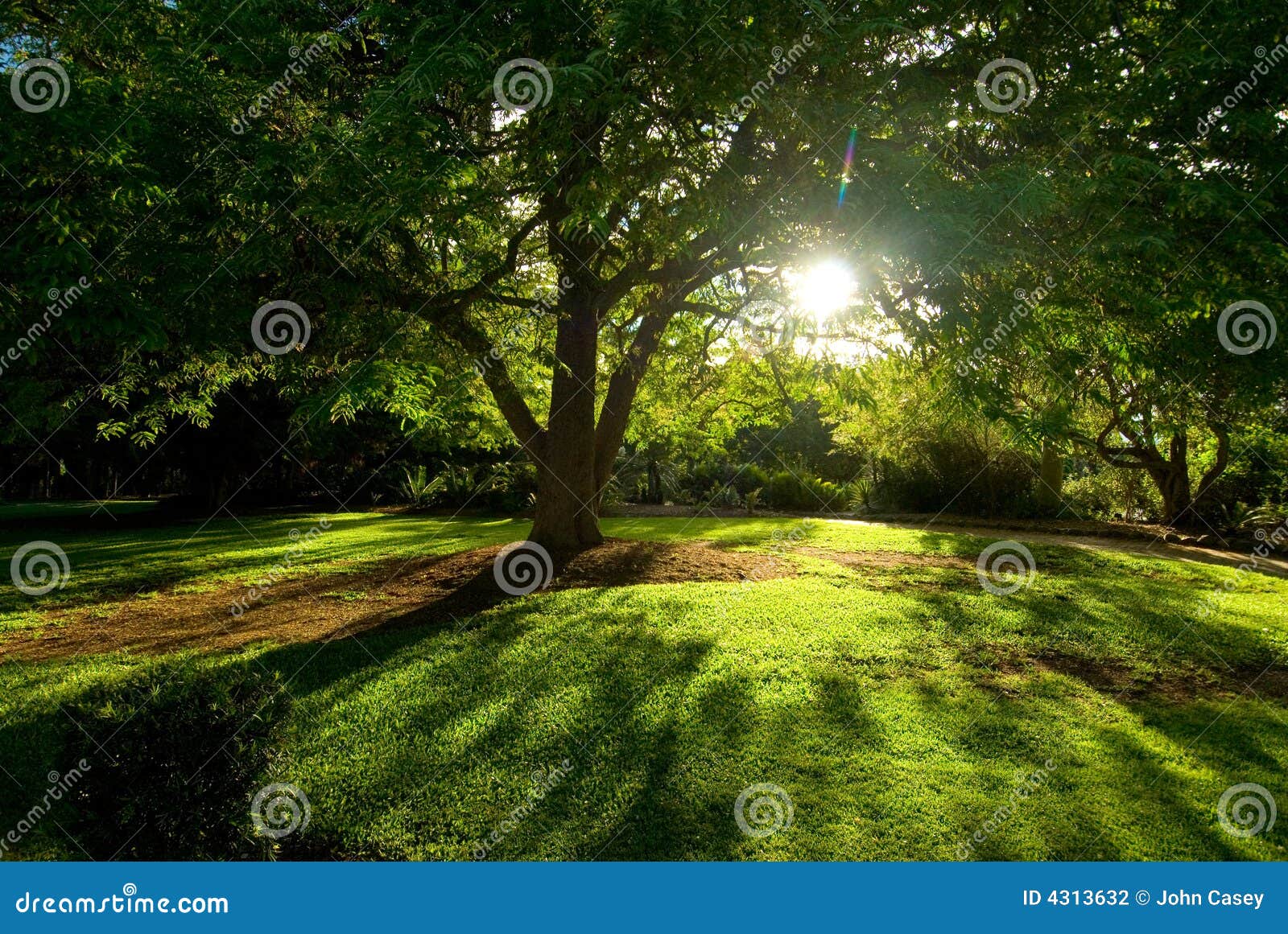 Tree and sunlight stock photo. Image of contrejour, lights - 4313632
