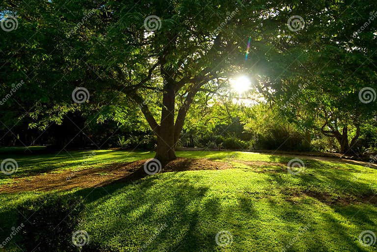 Tree and sunlight stock photo. Image of contrejour, lights - 4313632
