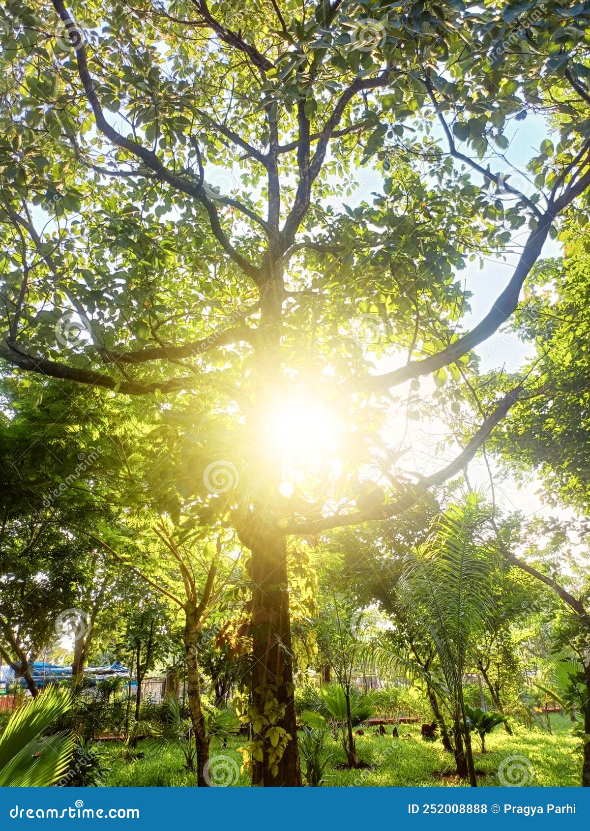 Tree sunlight stock photo. Image of garden, sunrays - 252008888