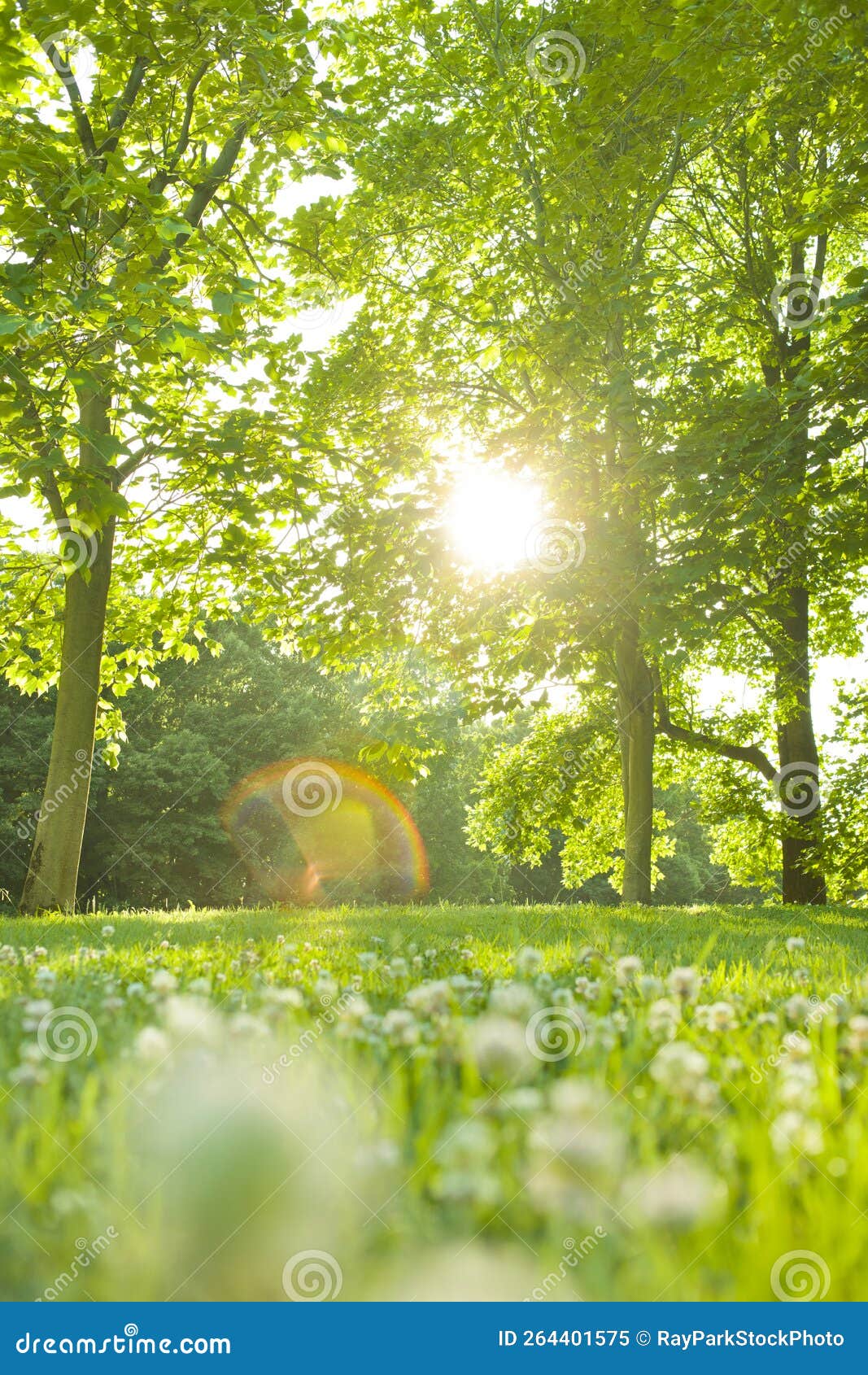 Tree sunlight stock image. Image of morning, sunlight - 264401575