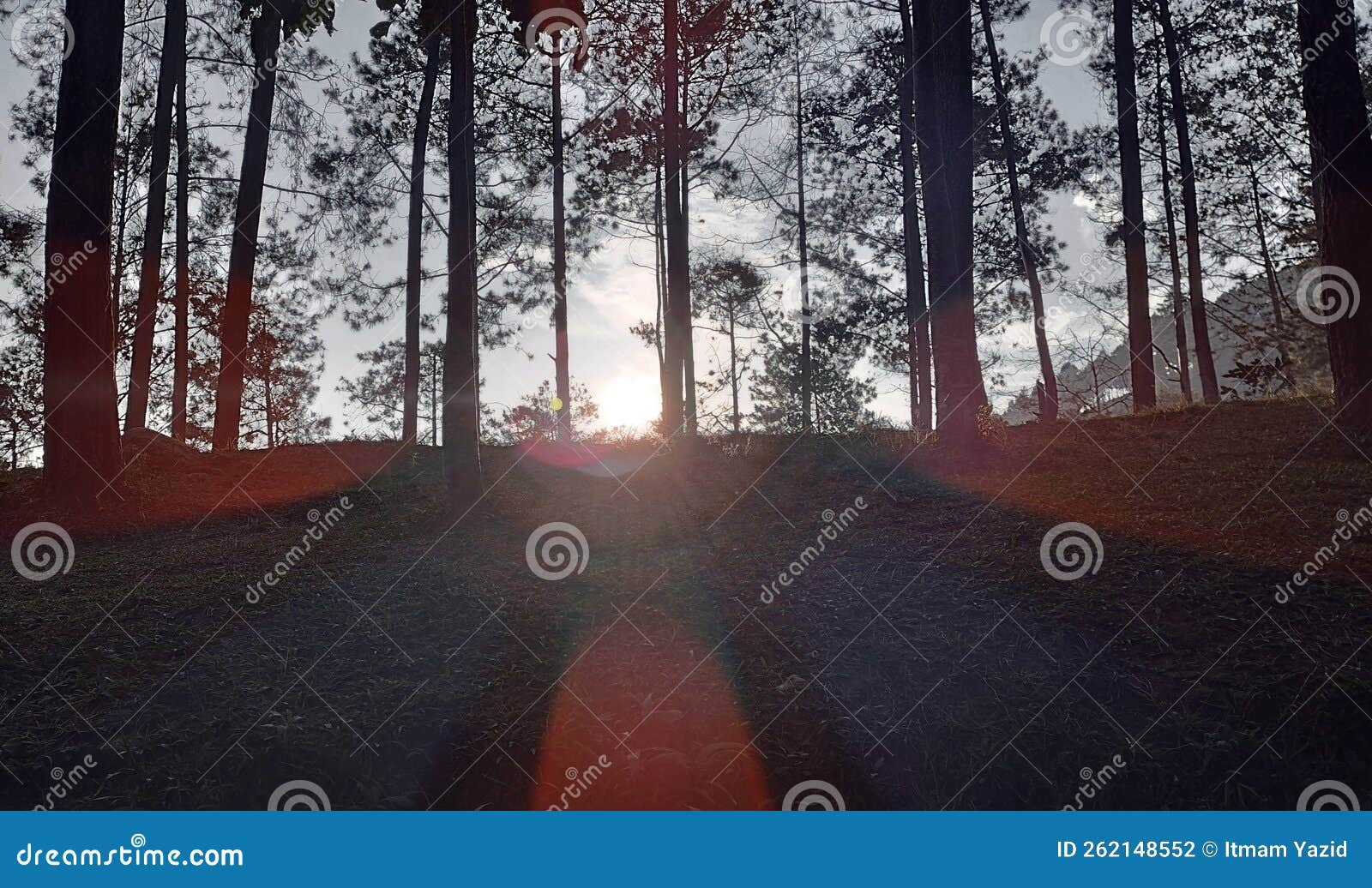 Tree Sunlight Nature Mountain Morning Sun Tree Wild Life Leave Stock ...