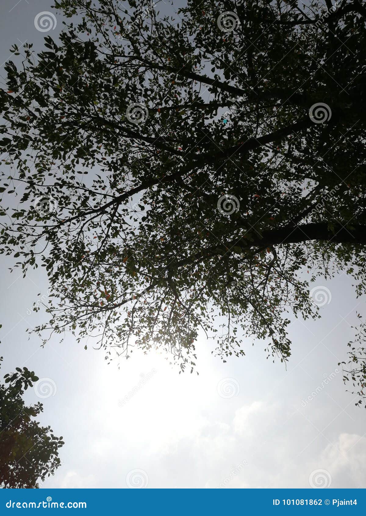A tree stock photo. Image of photi, sunlight, daylight - 101081862