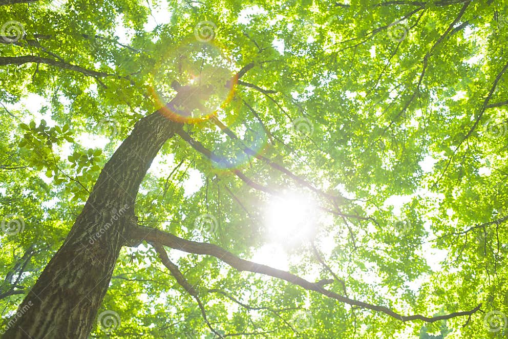 Tree sunlight stock image. Image of large, woodland - 263498305
