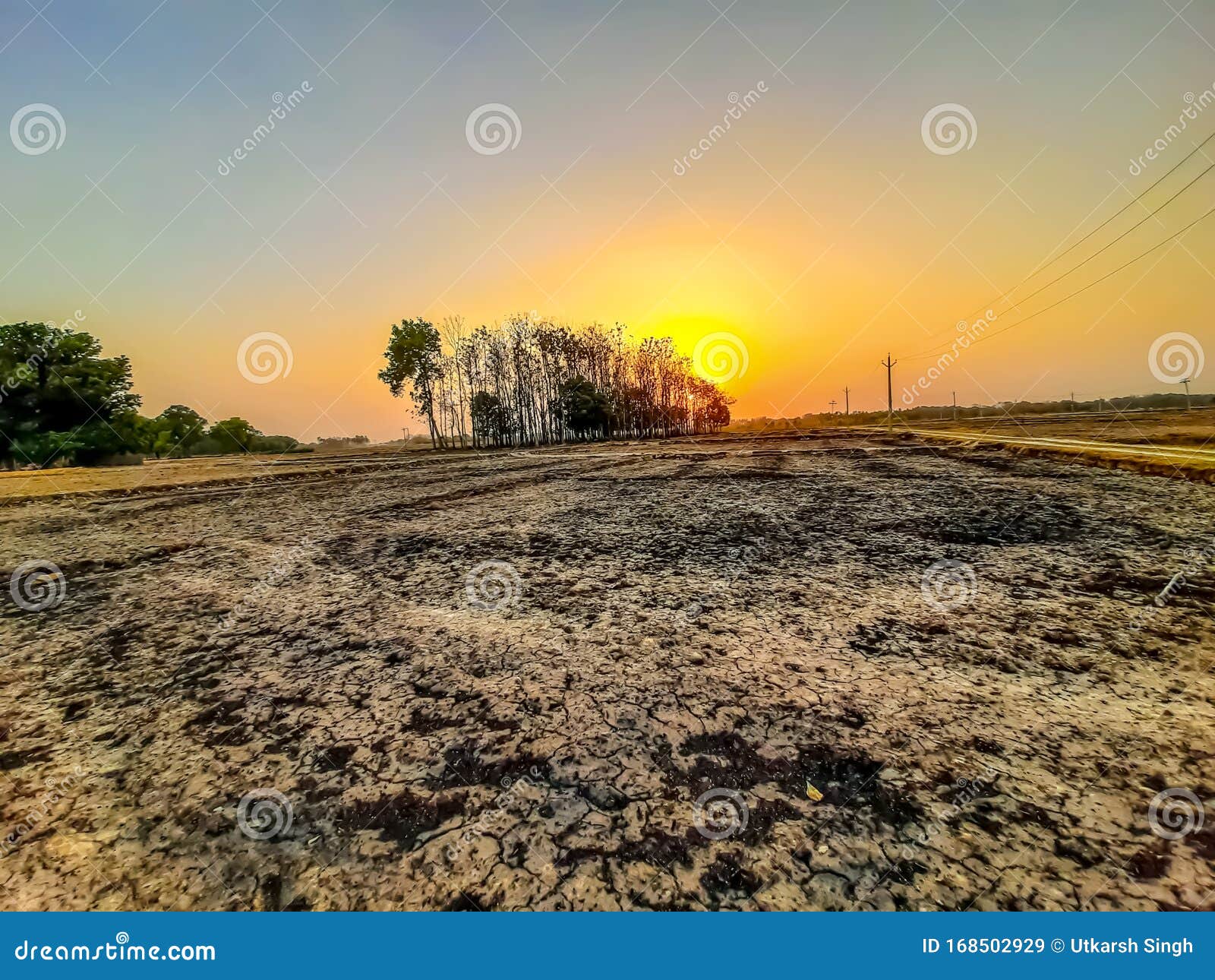 Tree with Sunlight Wallpaper Stock Image - Image of background ...