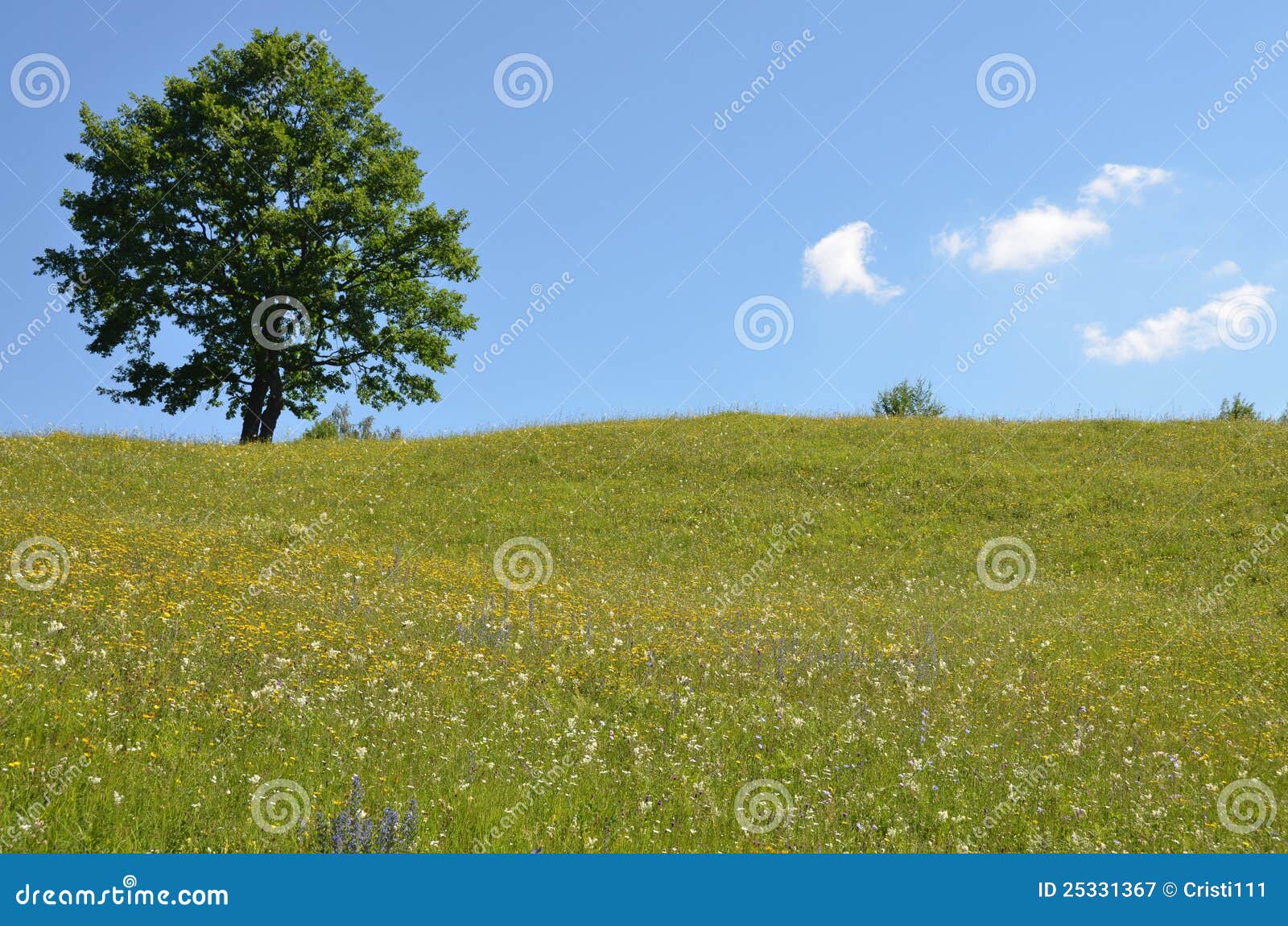 Tree sunny stock image. Image of light, autumn, fence - 25331367