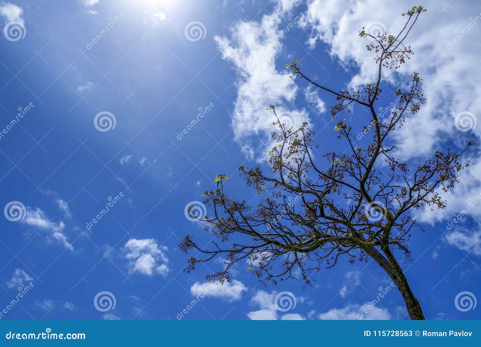 The Tree in the Sunny Day with Clouds Stock Image - Image of cloud ...