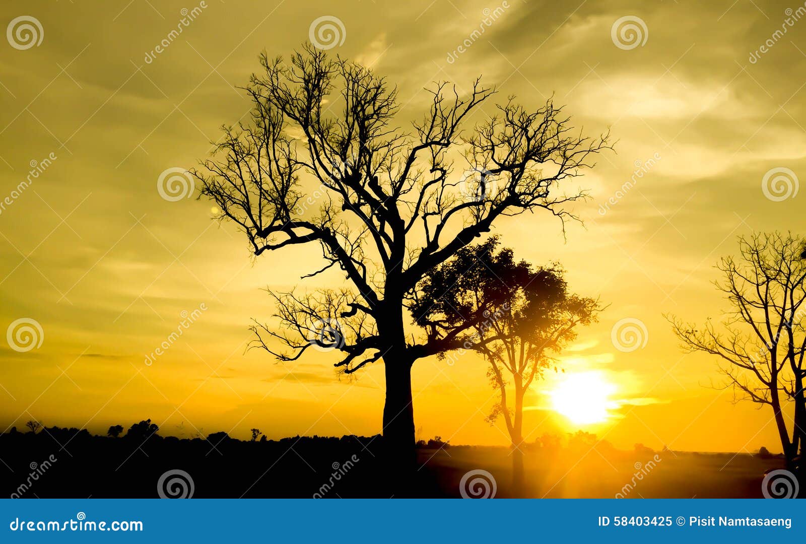 Tree on sunny sunsrt stock image. Image of background - 58403425