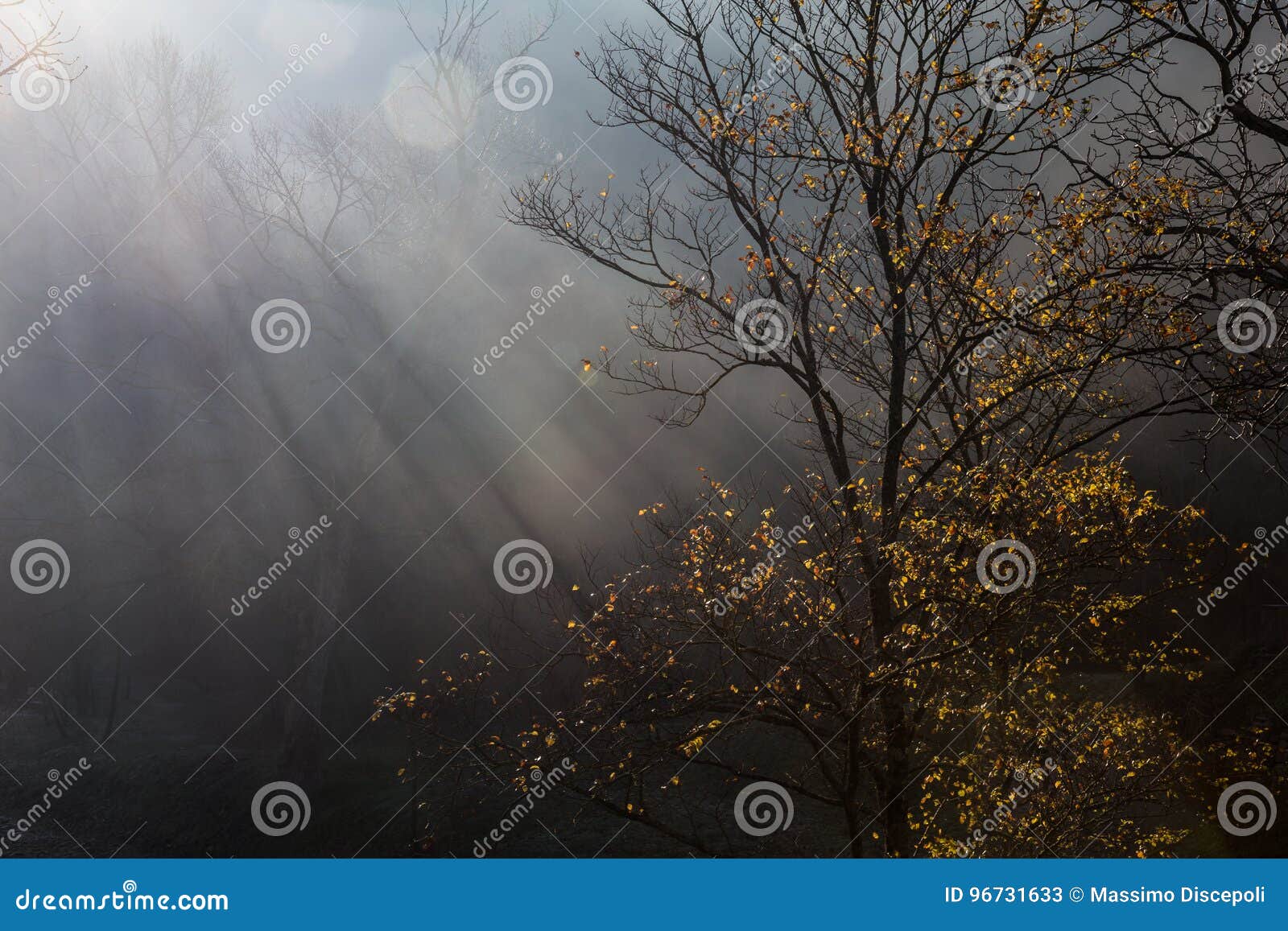 Tree and sunrays stock image. Image of landscape, hidden - 96731633