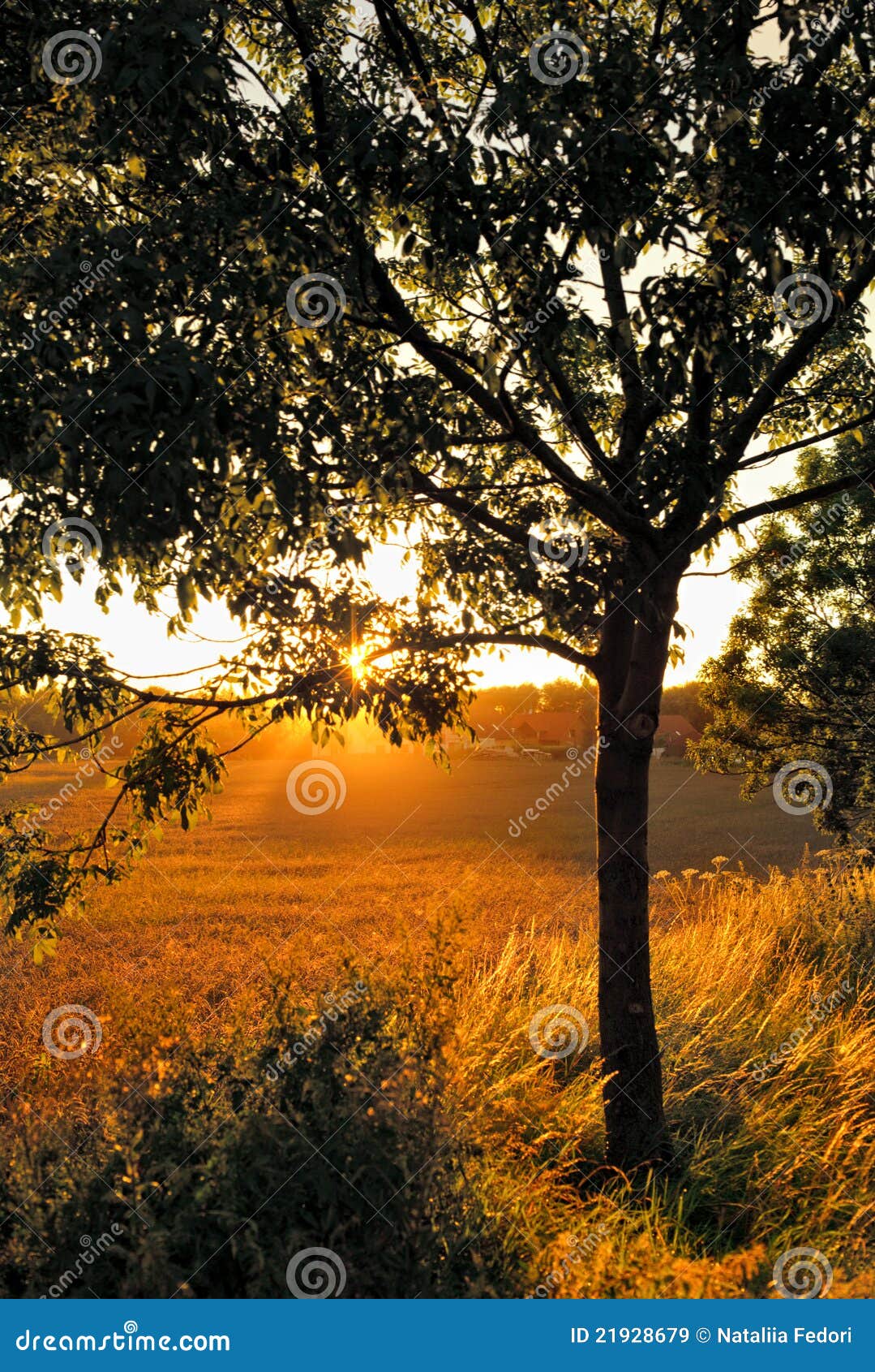 Tree in a sunrise stock image. Image of field, landscape - 21928679