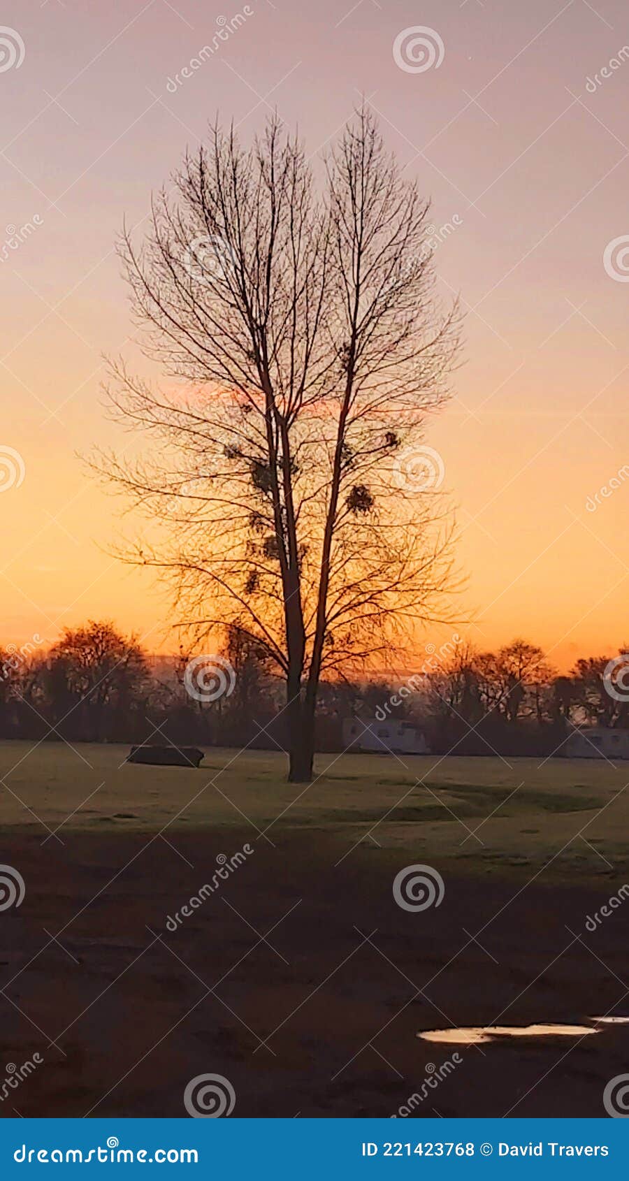 Tree at sunrise stock photo. Image of nature, tree, dawn - 221423768