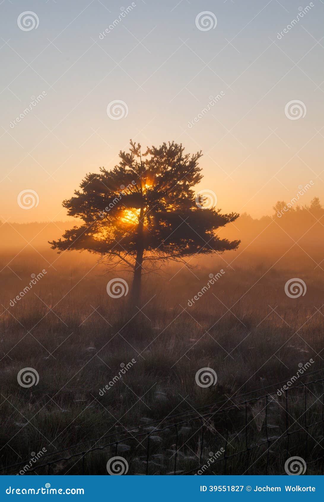 Tree in sunrise stock image. Image of early, grass, tree - 39551827